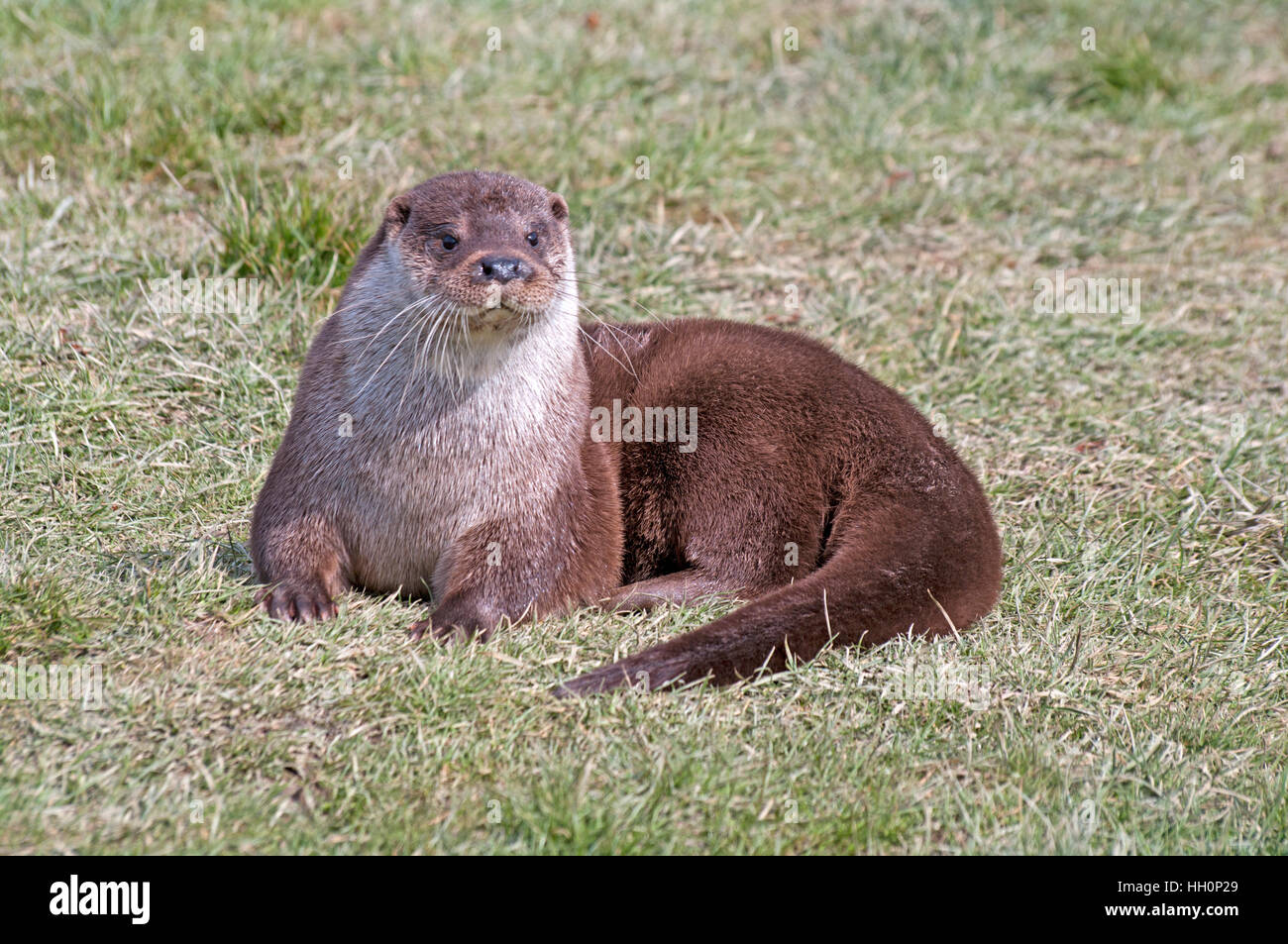 European, British Otter, Lutra Luta, Surrey; England Stock Photo - Alamy