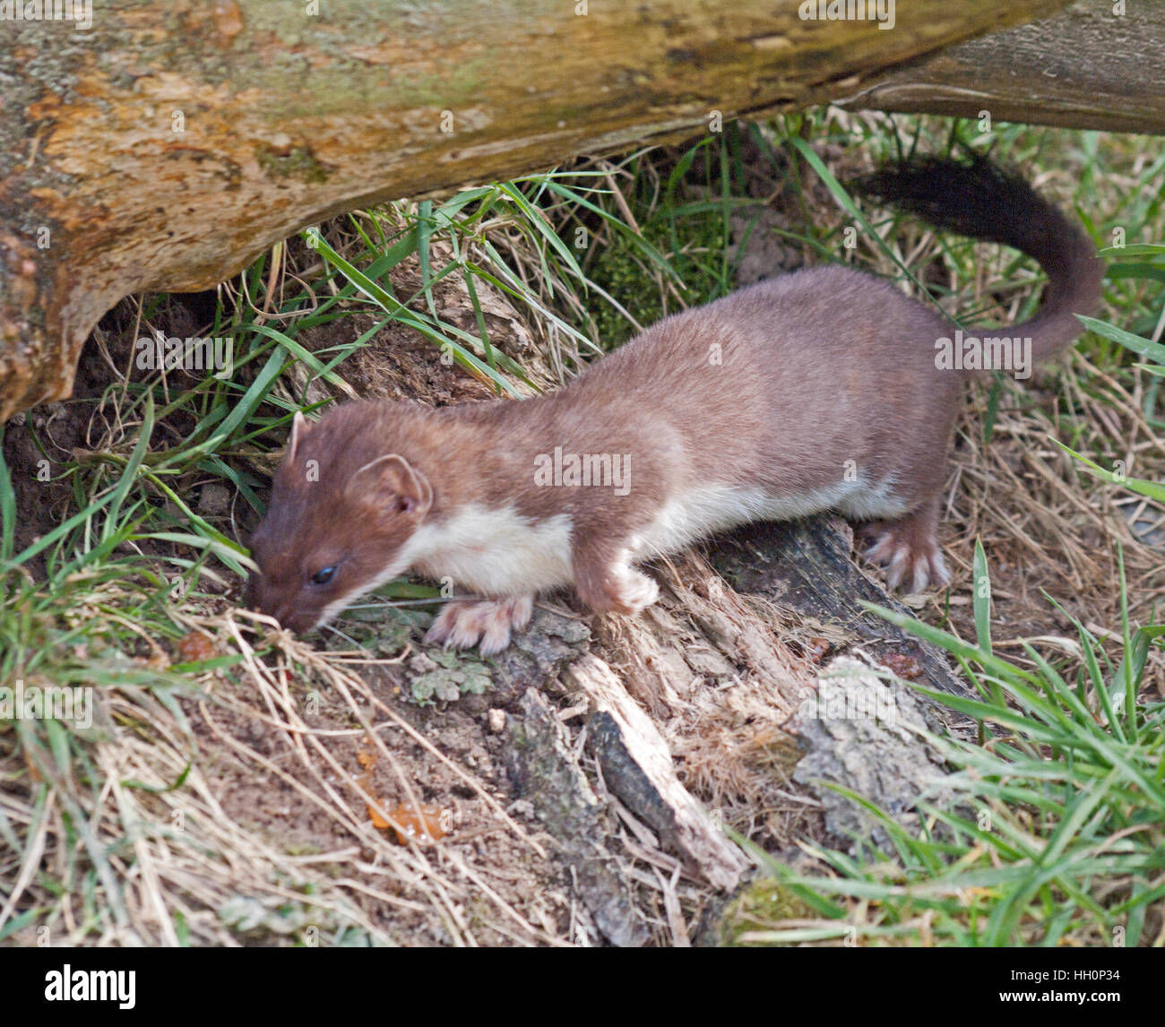 Stoat, Mustela Erminbea, Surrey; England Stock Photo - Alamy