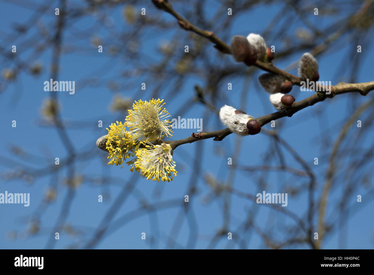Pussy Willow catkins Stock Photo - Alamy