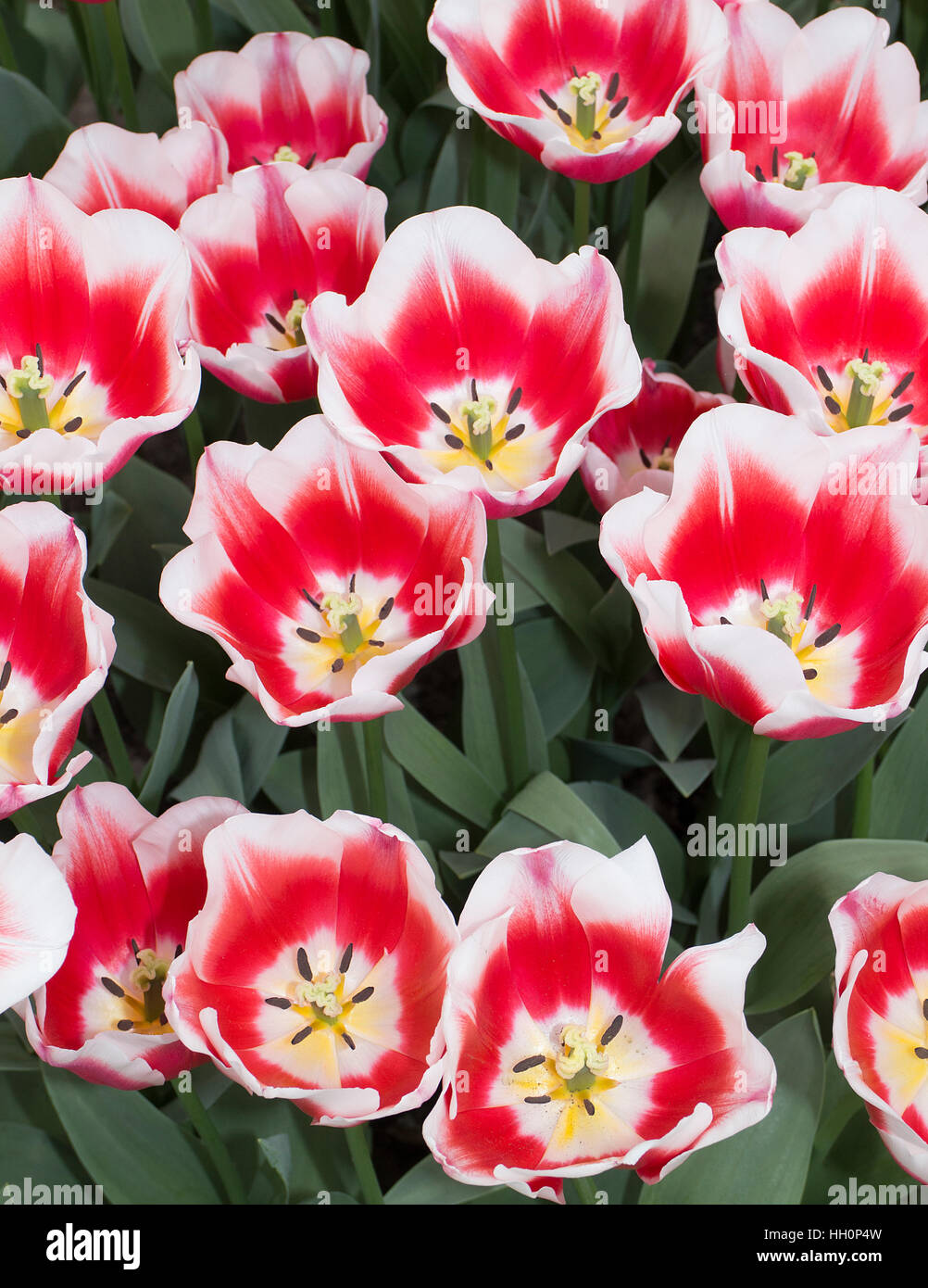 Design tulips hi-res stock photography and images - Alamy