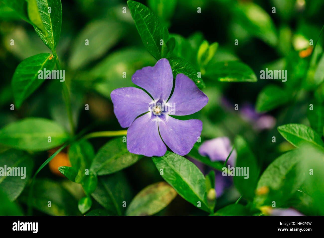 Close View Of Small Delicate Garden Blossom Flower With Five Lilac ...