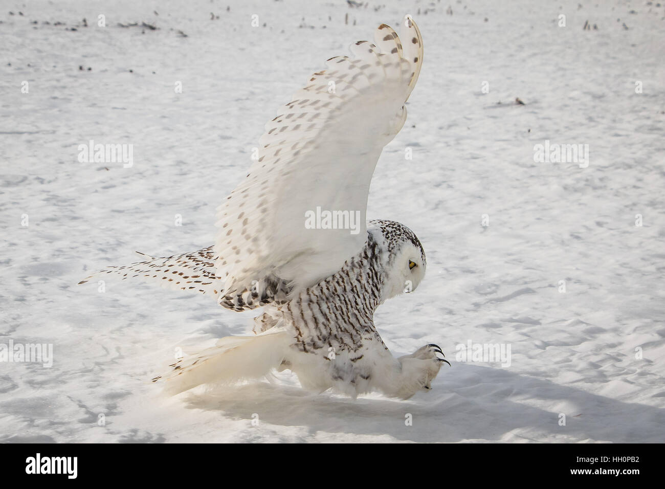 Female snowy owl owl hi-res stock photography and images - Alamy