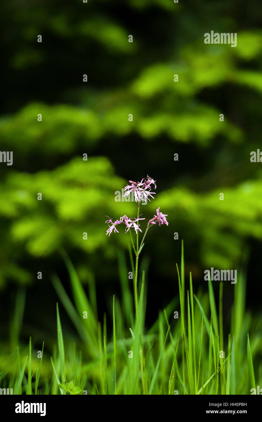 Violet flower alone hi-res stock photography and images - Alamy