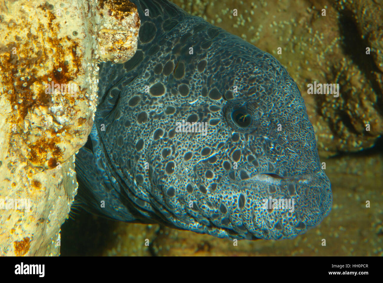 Wolf-eel (Anarrhichthys ocellatus), Oregon Coast Aquarium, Newport ...