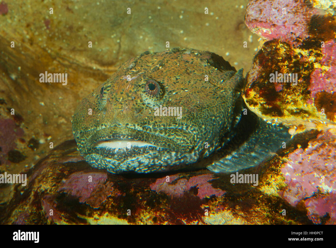 Scorpaenichthys marmoratus hi-res stock photography and images - Alamy