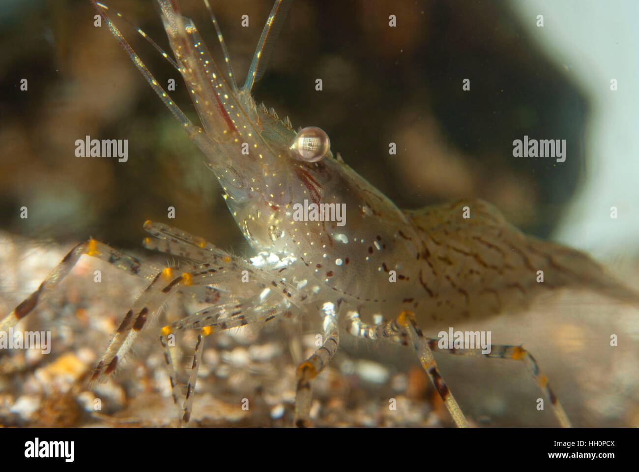 Shrimp, Oregon Coast Aquarium, Newport, Oregon Stock Photo - Alamy