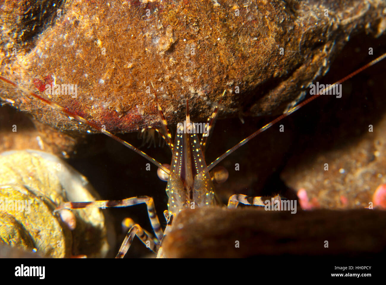 Shrimp, Oregon Coast Aquarium, Newport, Oregon Stock Photo - Alamy