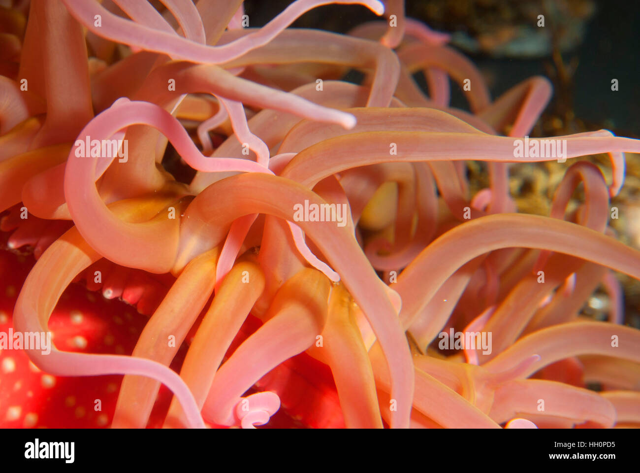 Anemone, Oregon Coast Aquarium, Newport, Oregon Stock Photo - Alamy