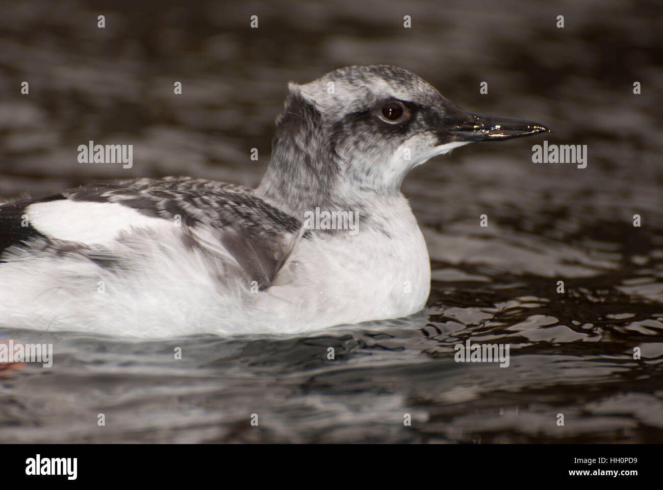 Pigeon guillemot (Cepphus columba), Oregon Coast Aquarium, Newport ...