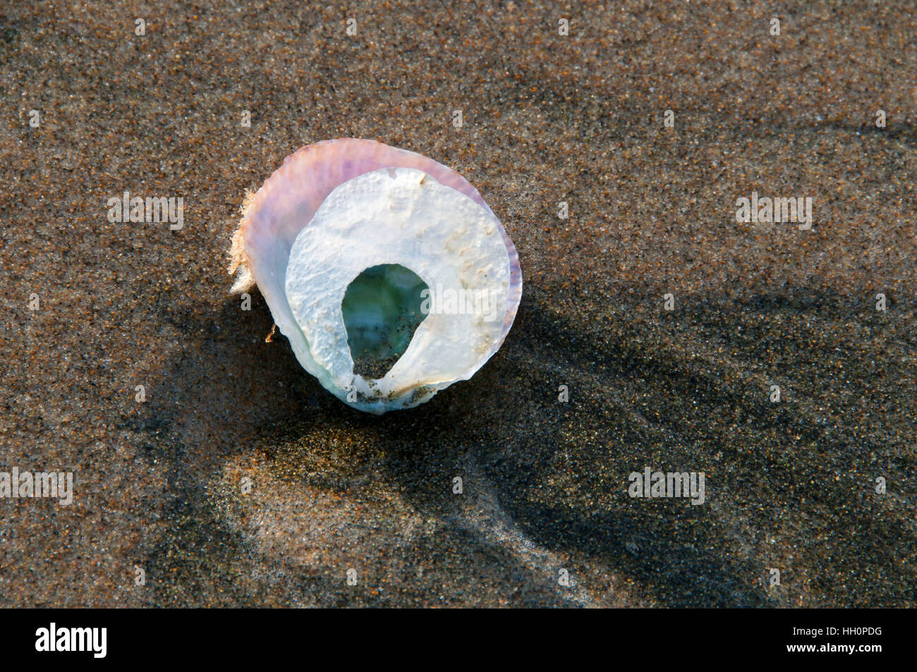 Shell on beach, Roads End State Park, Lincoln City, Oregon Stock Photo ...