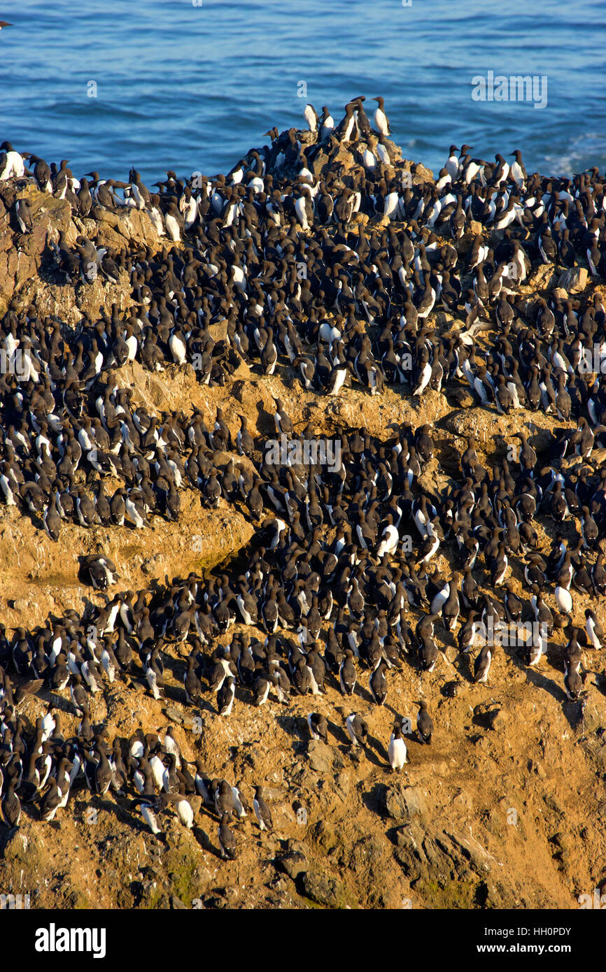 Common murres (Uria aalge) on Colony Rock, Yaquina Head Outstanding ...
