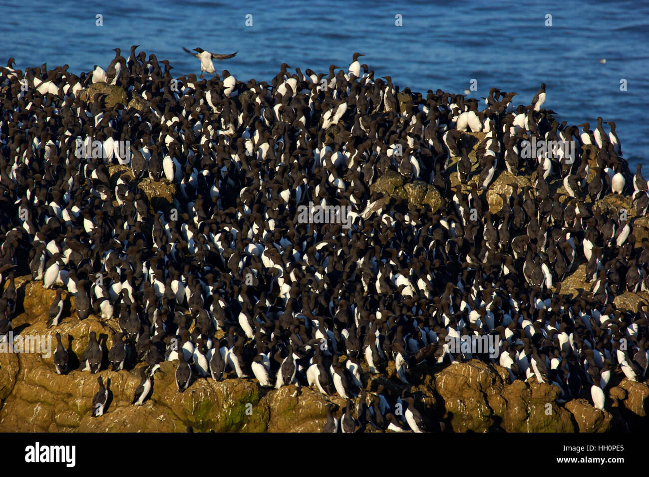Common murres (Uria aalge) on Colony Rock, Yaquina Head Outstanding ...