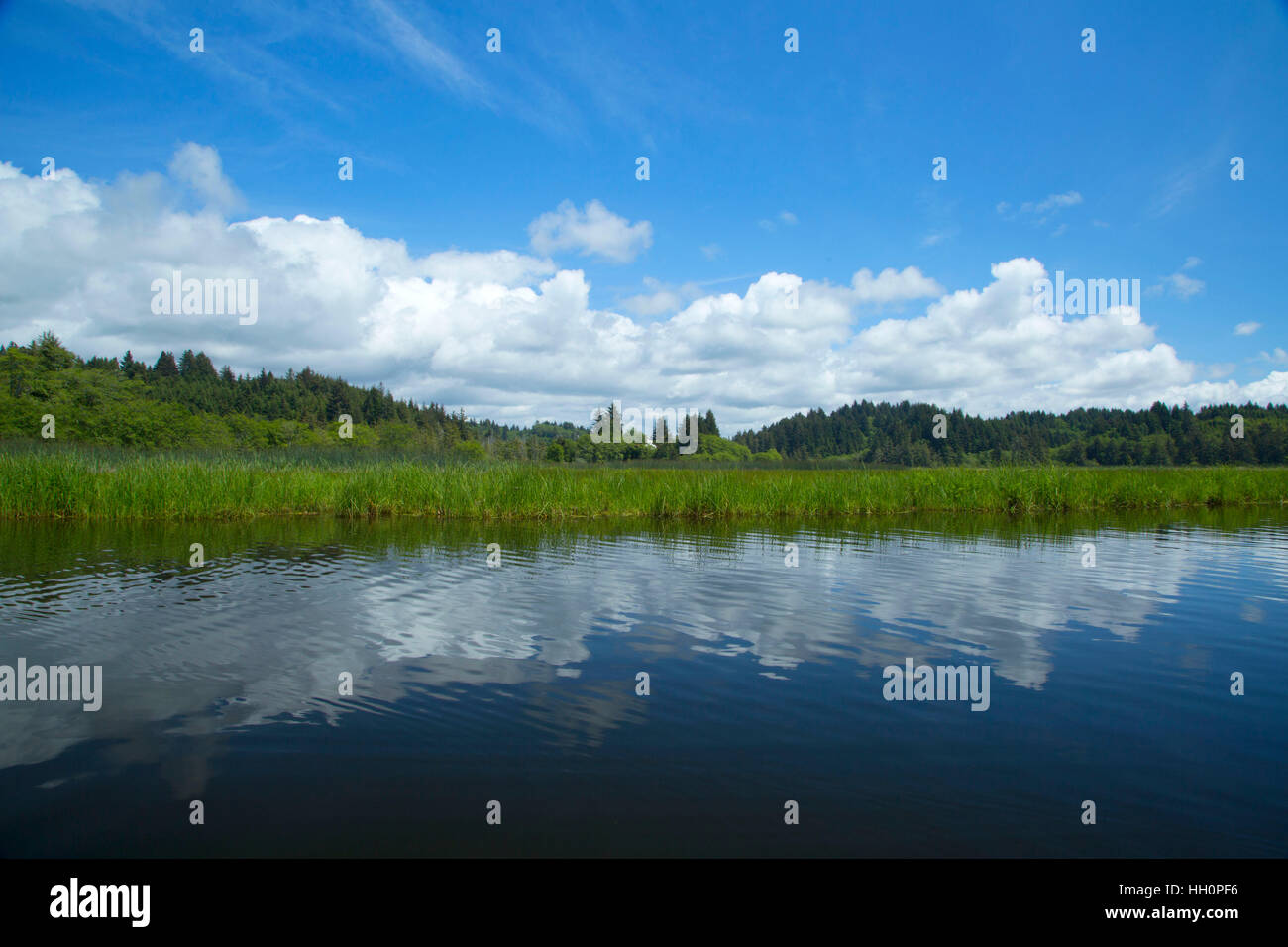 Beaver Creek, Brian Booth State Park, Oregon Stock Photo - Alamy