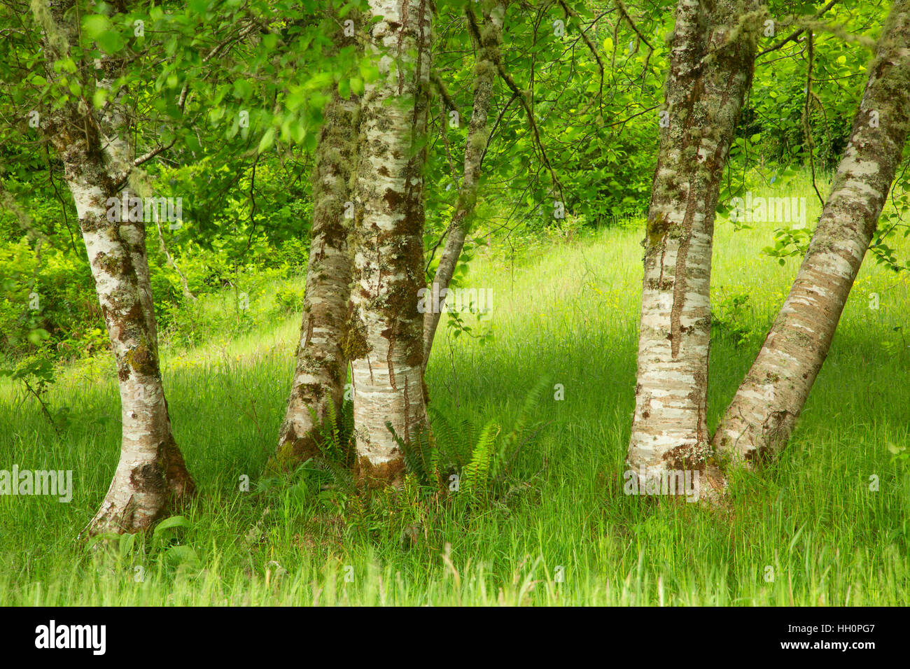 Red alders along Beaver Creek Loop Trail, Brian Booth State Park ...