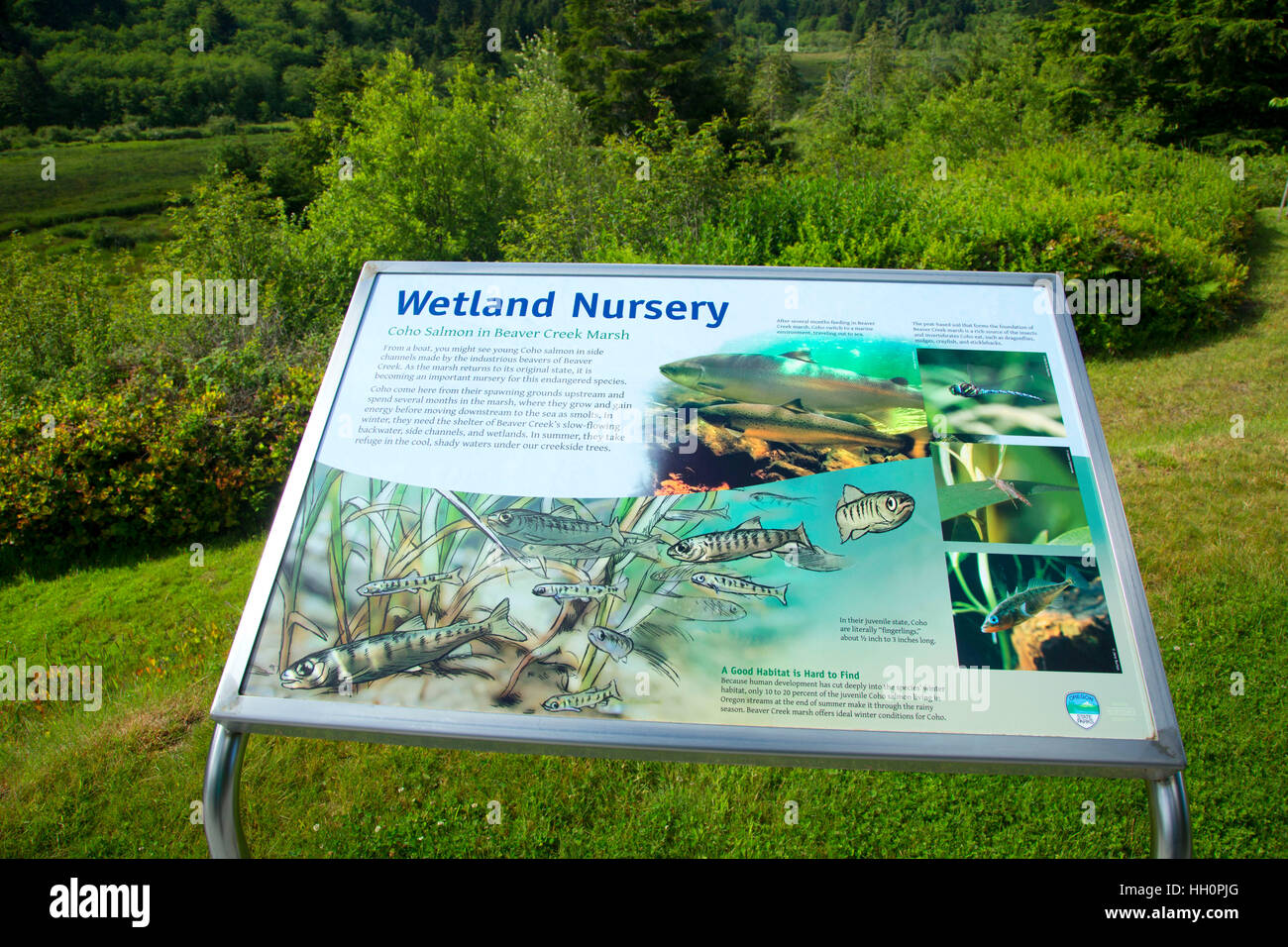 Interpretive board, Brian Booth State Park, Oregon Stock Photo - Alamy