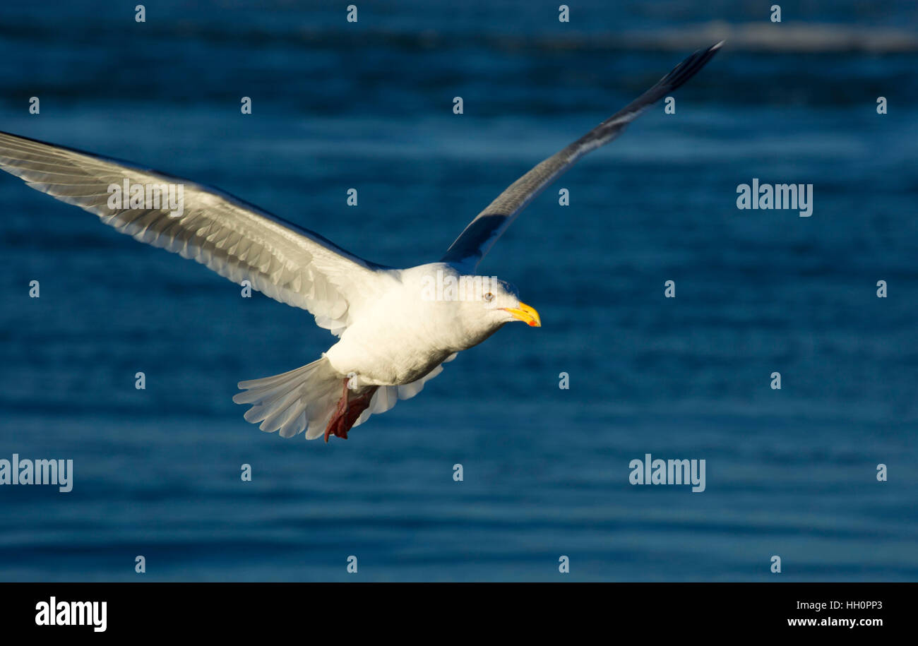 Gull in flight, Pacific Coast Scenic Byway, Lincoln City, Oregon Stock ...