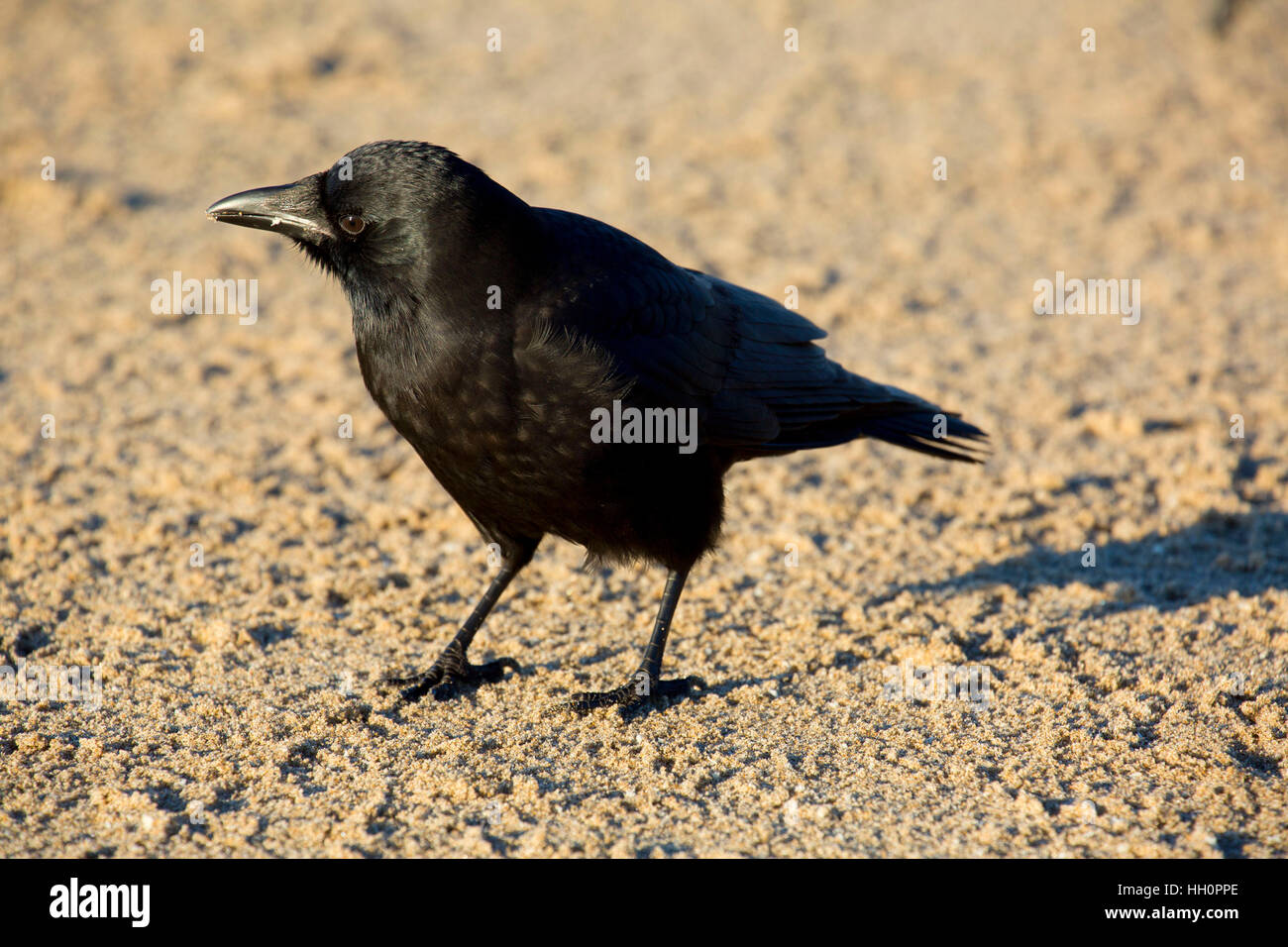 Crow on beach, Pacific Coast Scenic Byway, Lincoln City, Oregon Stock ...
