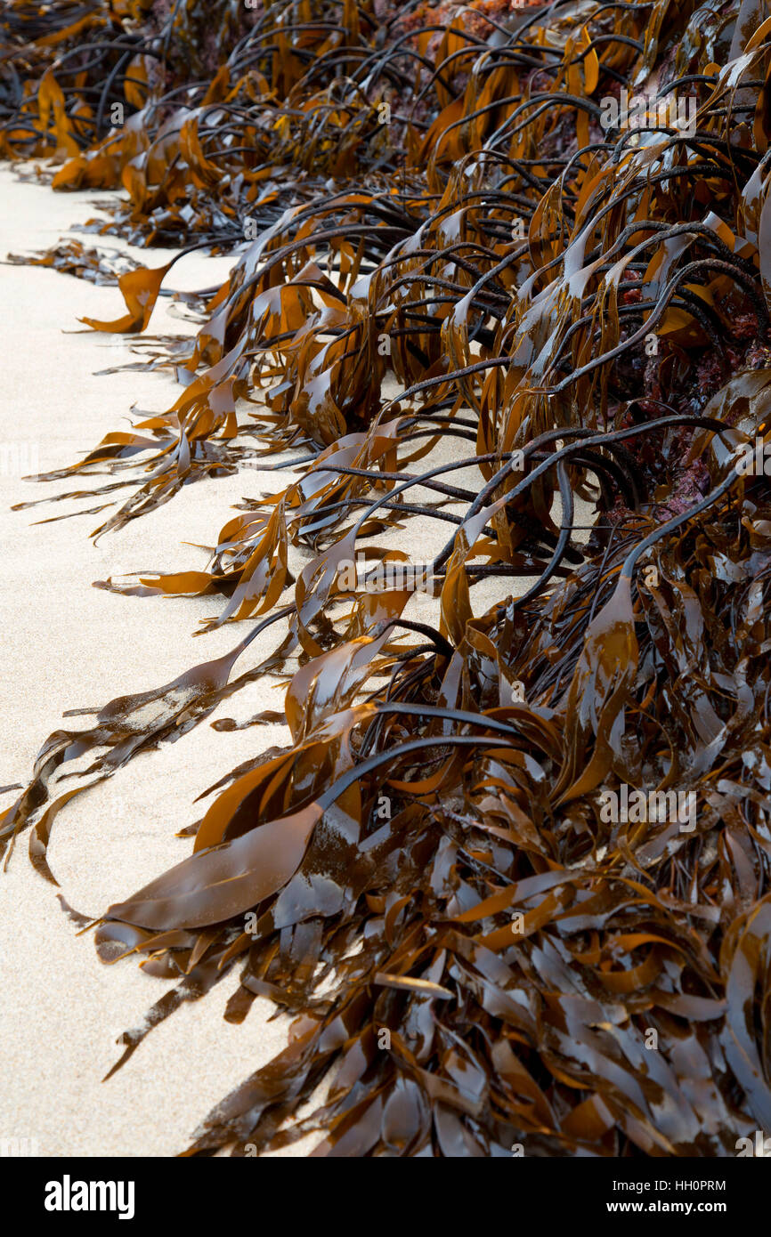 Tidepool seaweed at Salmon River Point, Roads End State Park, Lincoln ...