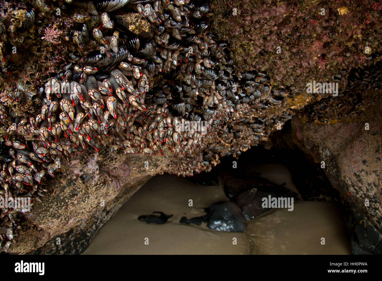 Gooseneck barnacles oregon hi-res stock photography and images - Alamy