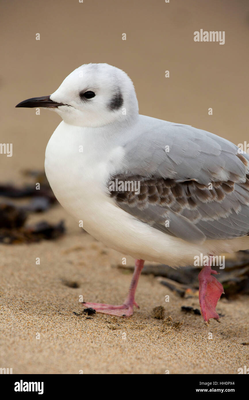 Bonaparte's Gull (Chroicocephalus philadelphia), Josephine Young ...