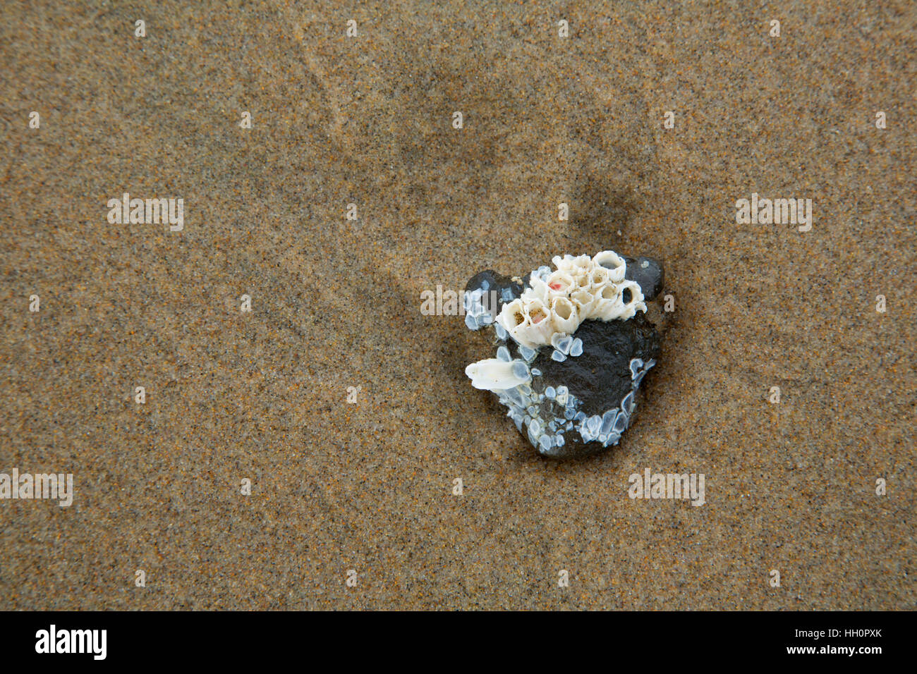 Shell with barnacles hi-res stock photography and images - Alamy