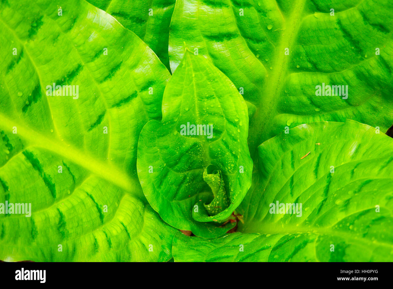 Skunk cabbage, Woodland Trail, Waldport, Oregon Stock Photo - Alamy
