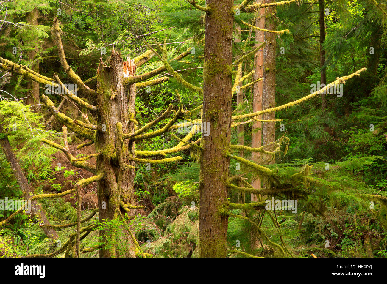 Woodland trail hi-res stock photography and images - Alamy