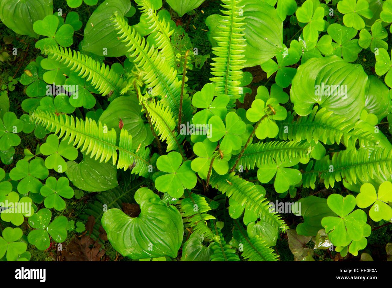 Deer fern along yaxaik trail hi-res stock photography and images - Alamy