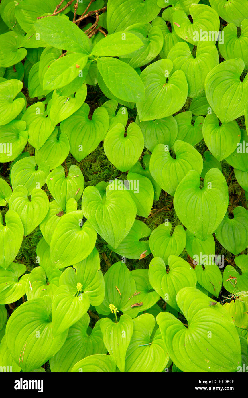 Wild lily of the Valley (Maianthemum canadensis), Cutler City Wetlands ...