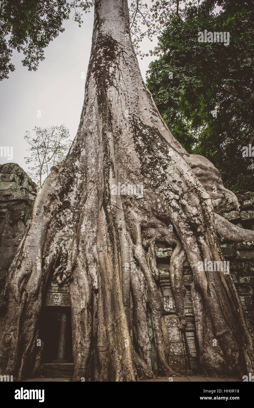 Tomb Raider Tree High Resolution Stock Photography and Images - Alamy
