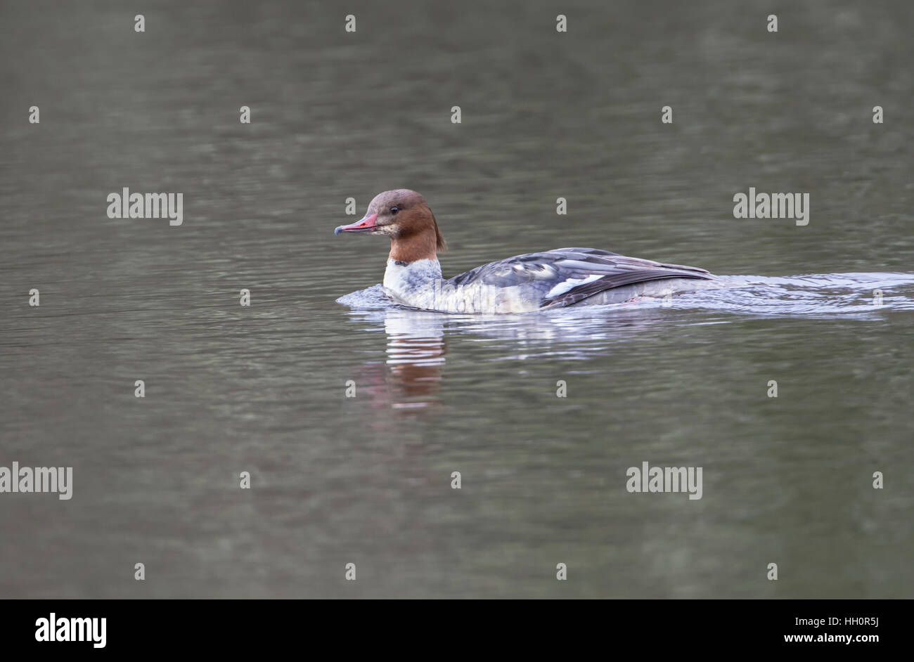 Species goosander hi-res stock photography and images - Alamy
