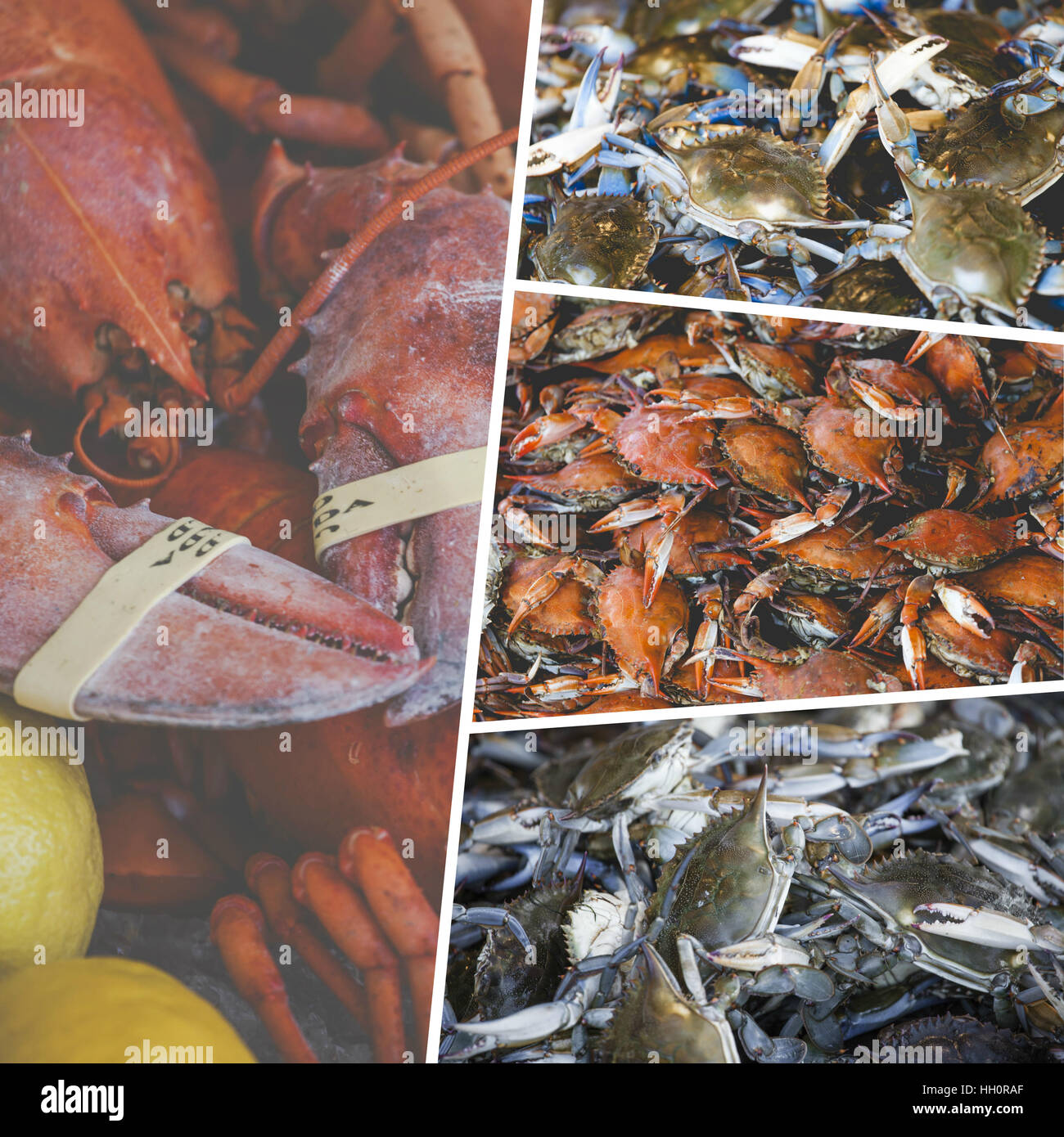 Collage of Crabs Stock Photo - Alamy