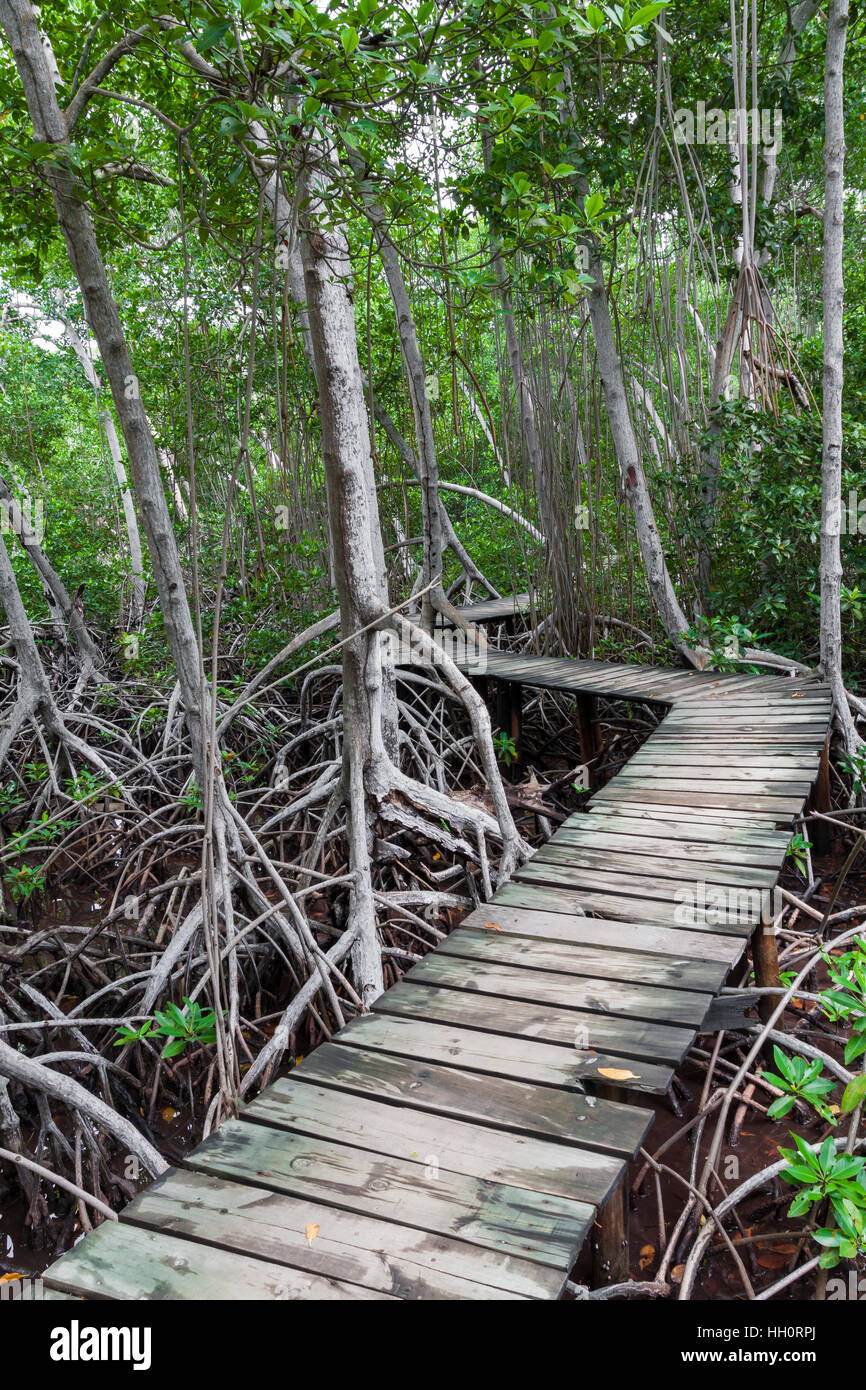 Wood footpath in tropical rain forest in Colombia Stock Photo - Alamy
