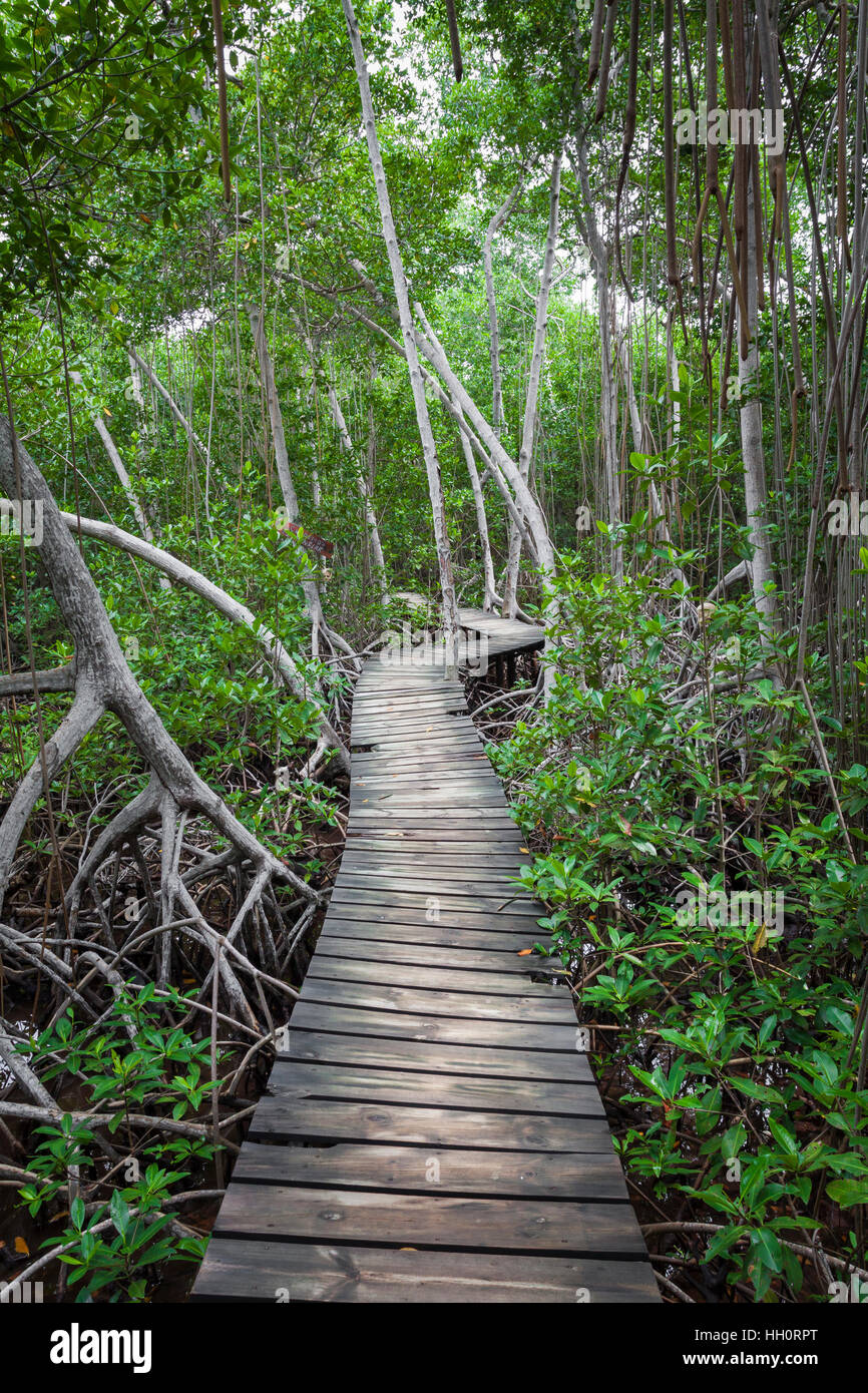 Wood footpath in tropical rain forest in Colombia Stock Photo - Alamy