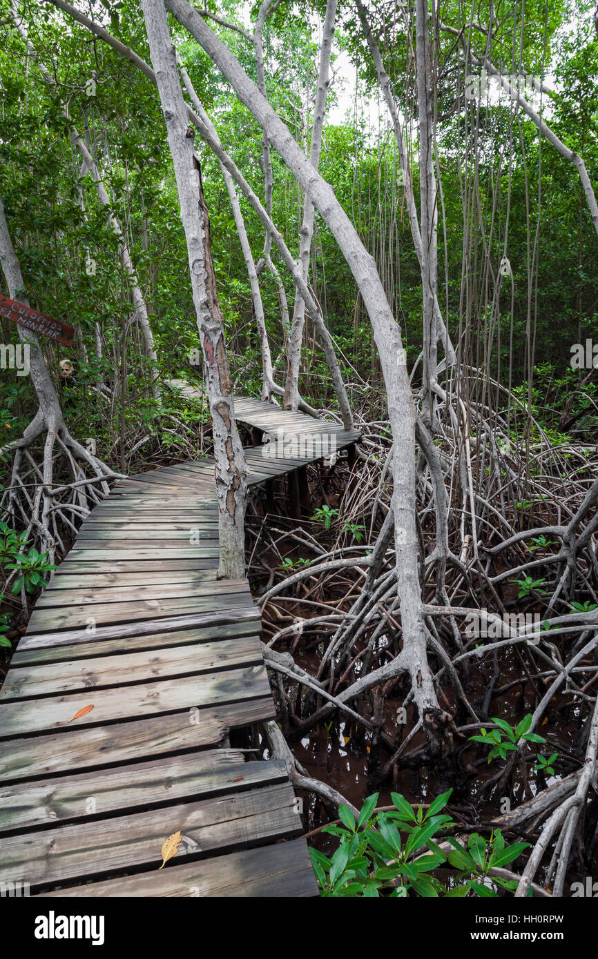 Wood footpath in tropical rain forest in Colombia Stock Photo - Alamy