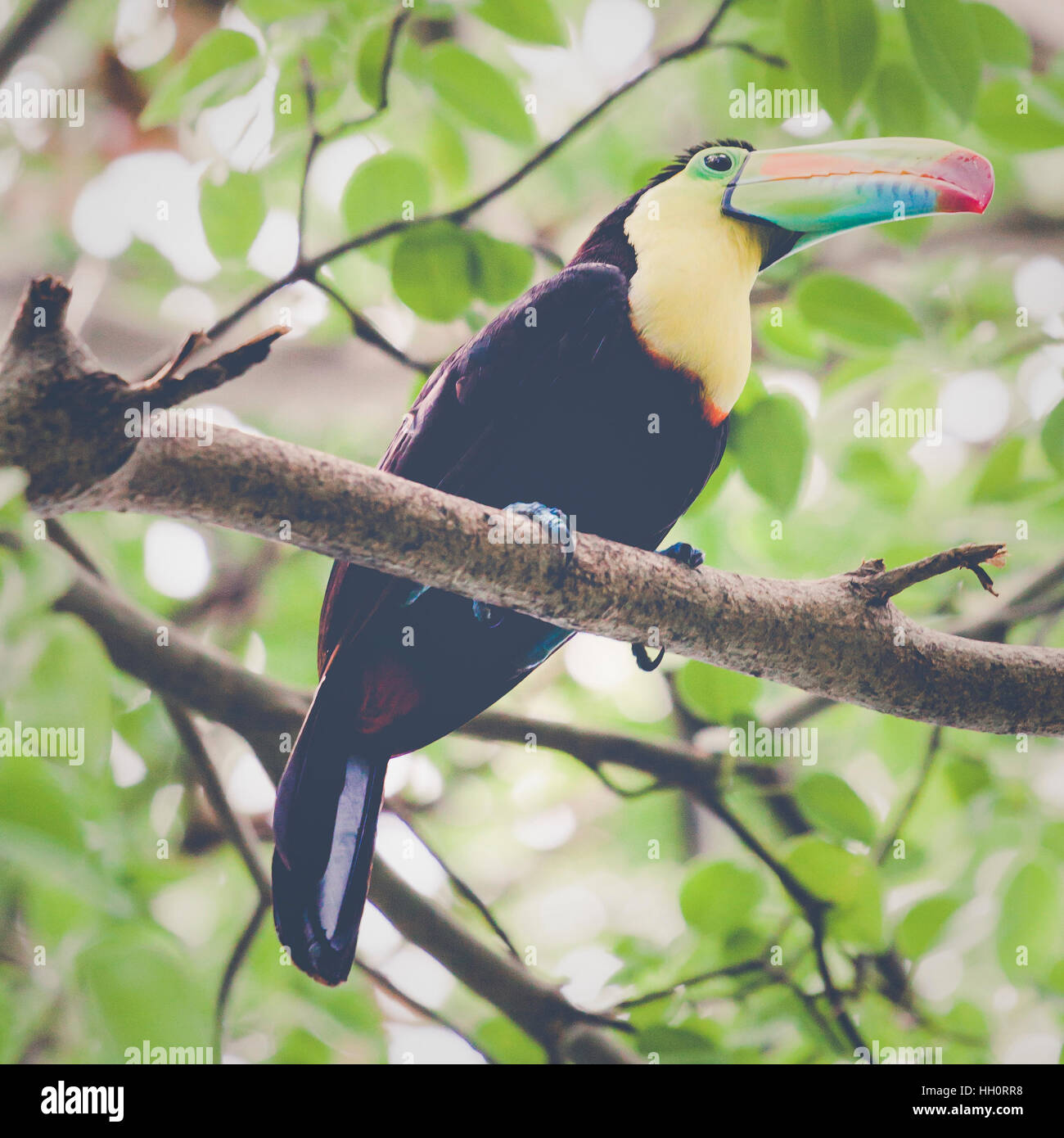 Toucan in rain forest with tree and foliage, early in the morning after ...