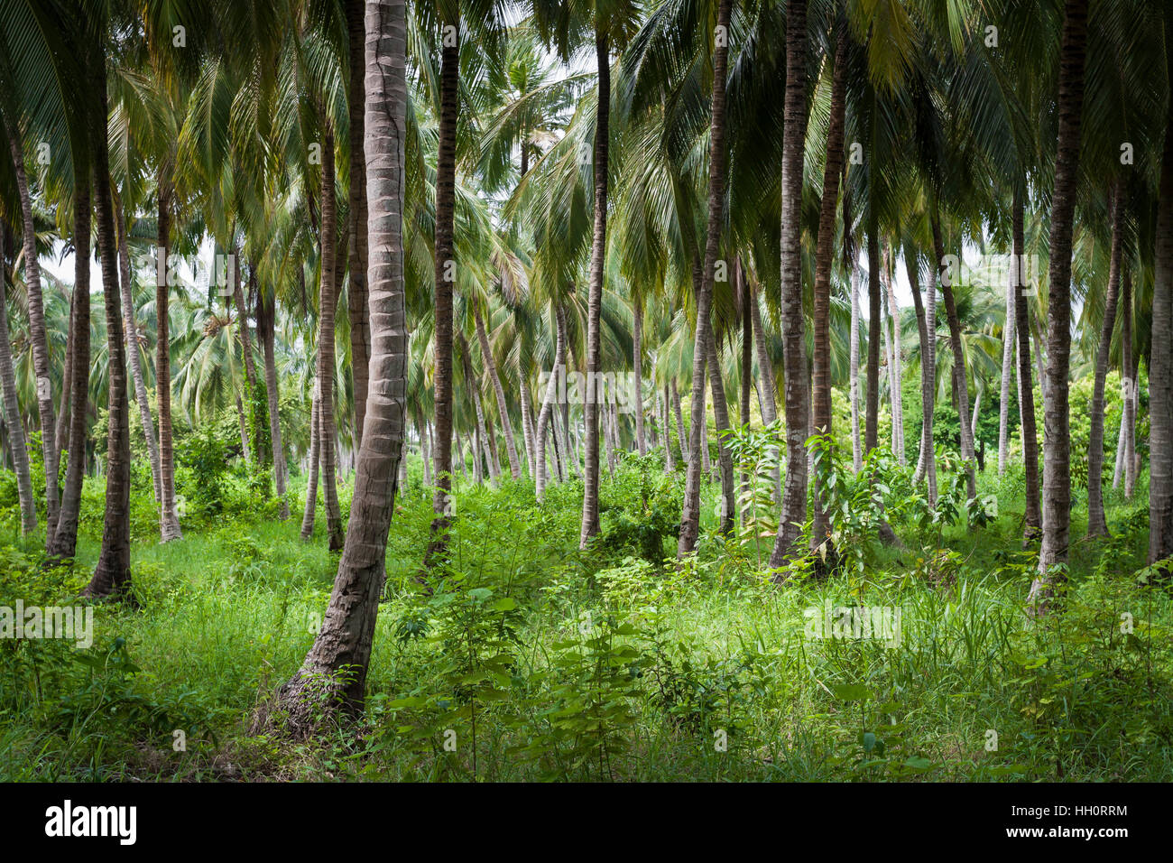 Palm Tree Forest - Colombia Stock Photo - Alamy