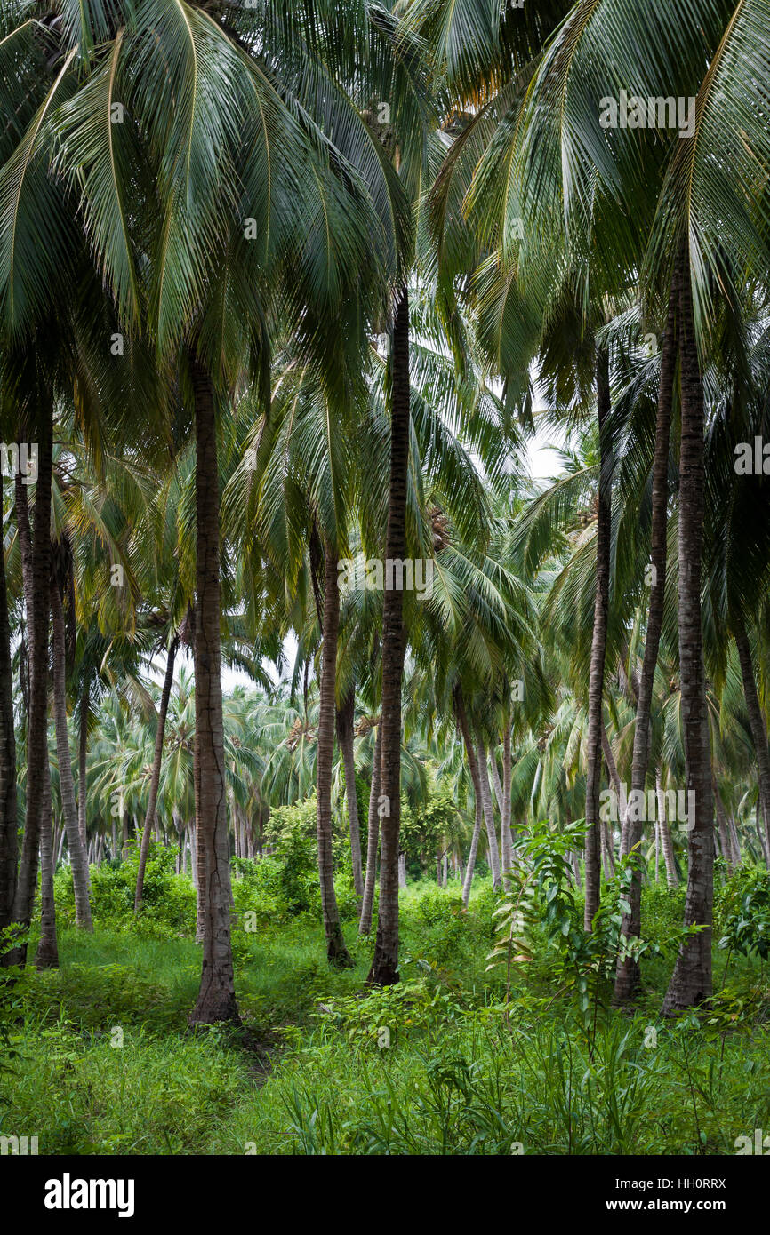 Palm tree forest hi-res stock photography and images - Alamy