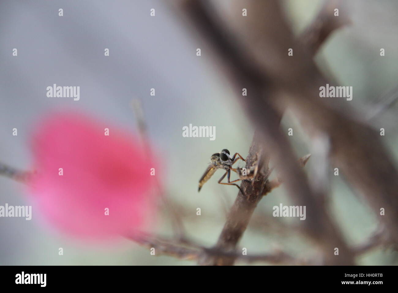 Insect close hi-res stock photography and images - Alamy