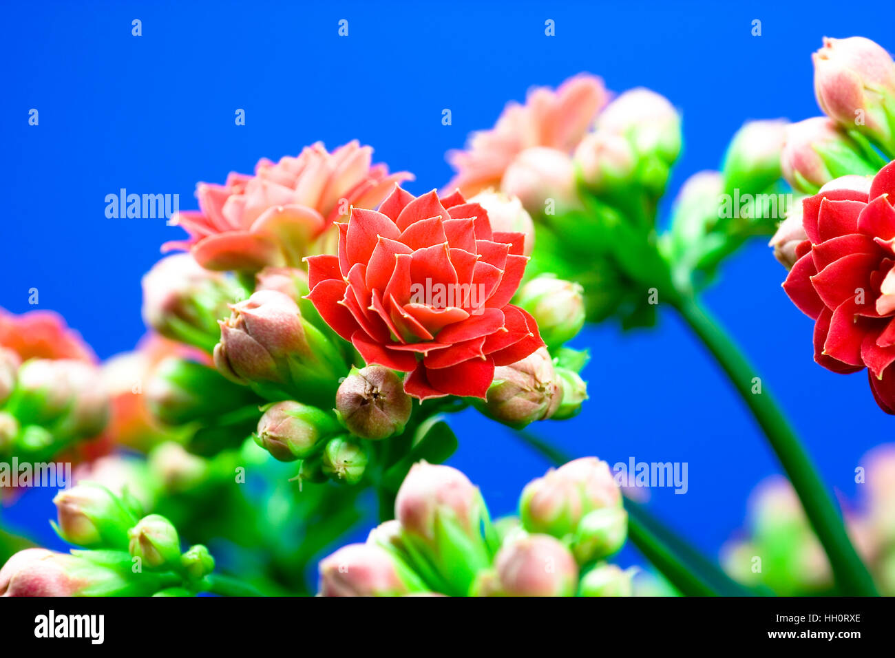 Flammendes kathchen hi-res stock photography and images - Alamy