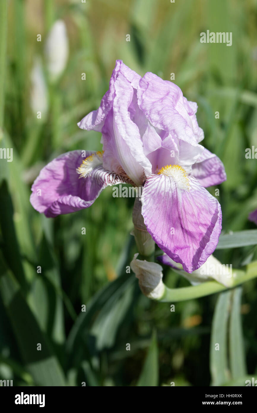 Sword Lily Purple Flora High Resolution Stock Photography and Images ...