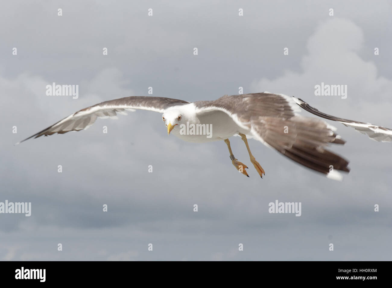 Seagul at the island of Texel Stock Photo - Alamy