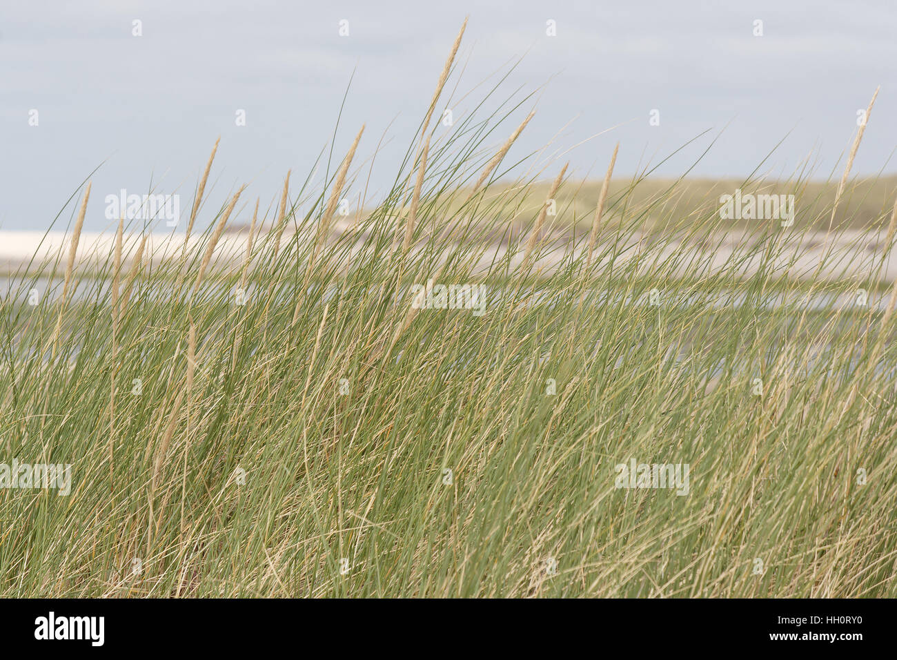 green plants at a dune on texel island Stock Photo - Alamy
