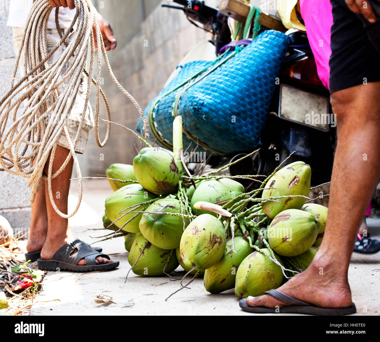 professional climber on coconut treegathering coconuts with rope Stock ...