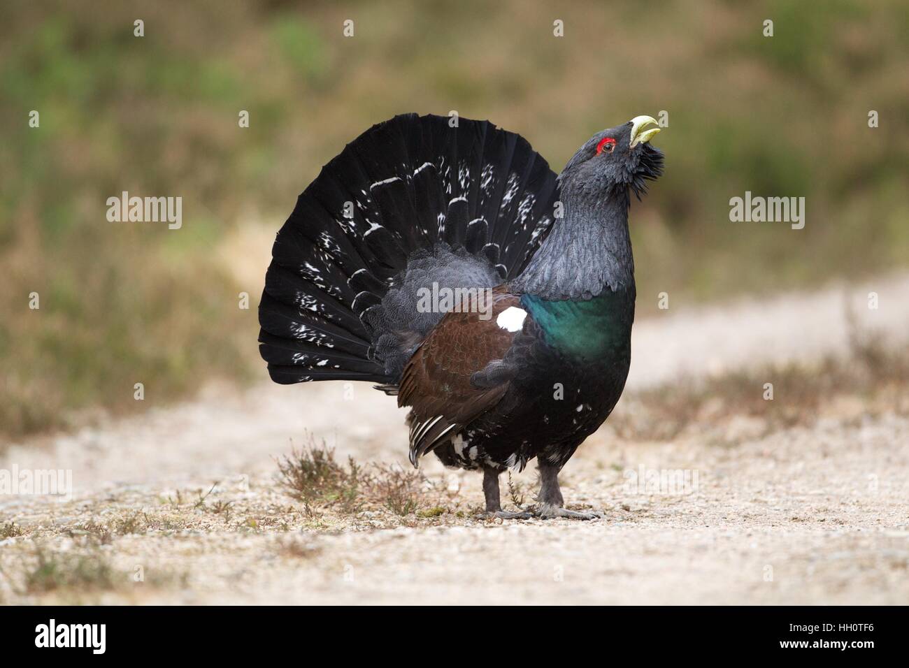 Male Capercaillie displaying Stock Photo - Alamy