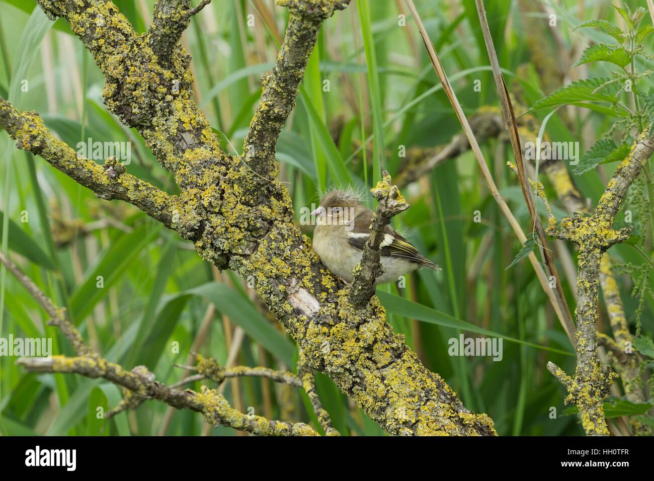 Juvenile chaffinch hi-res stock photography and images - Alamy