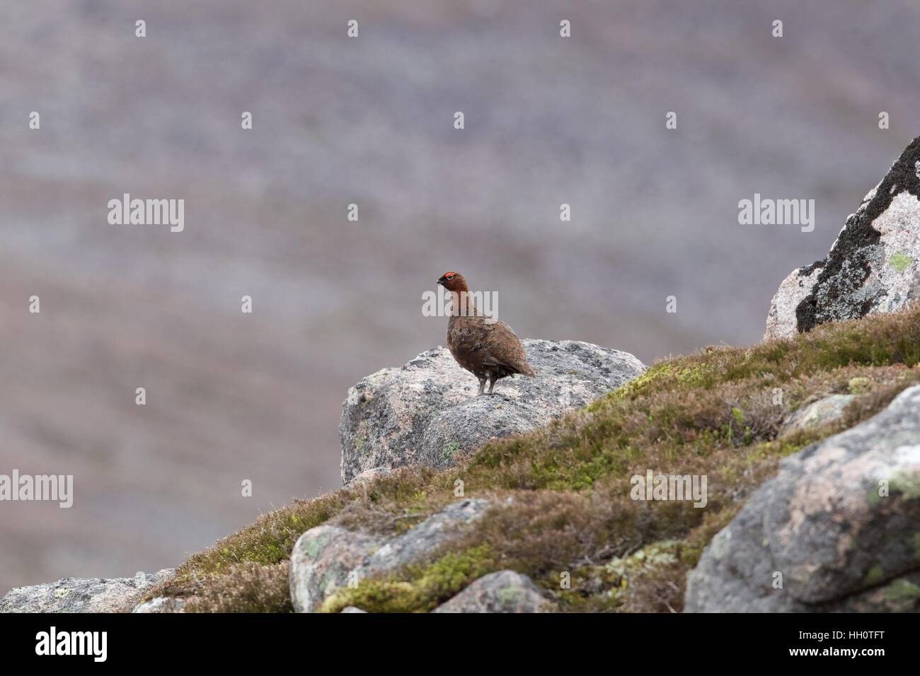 Highland moorland hi-res stock photography and images - Alamy