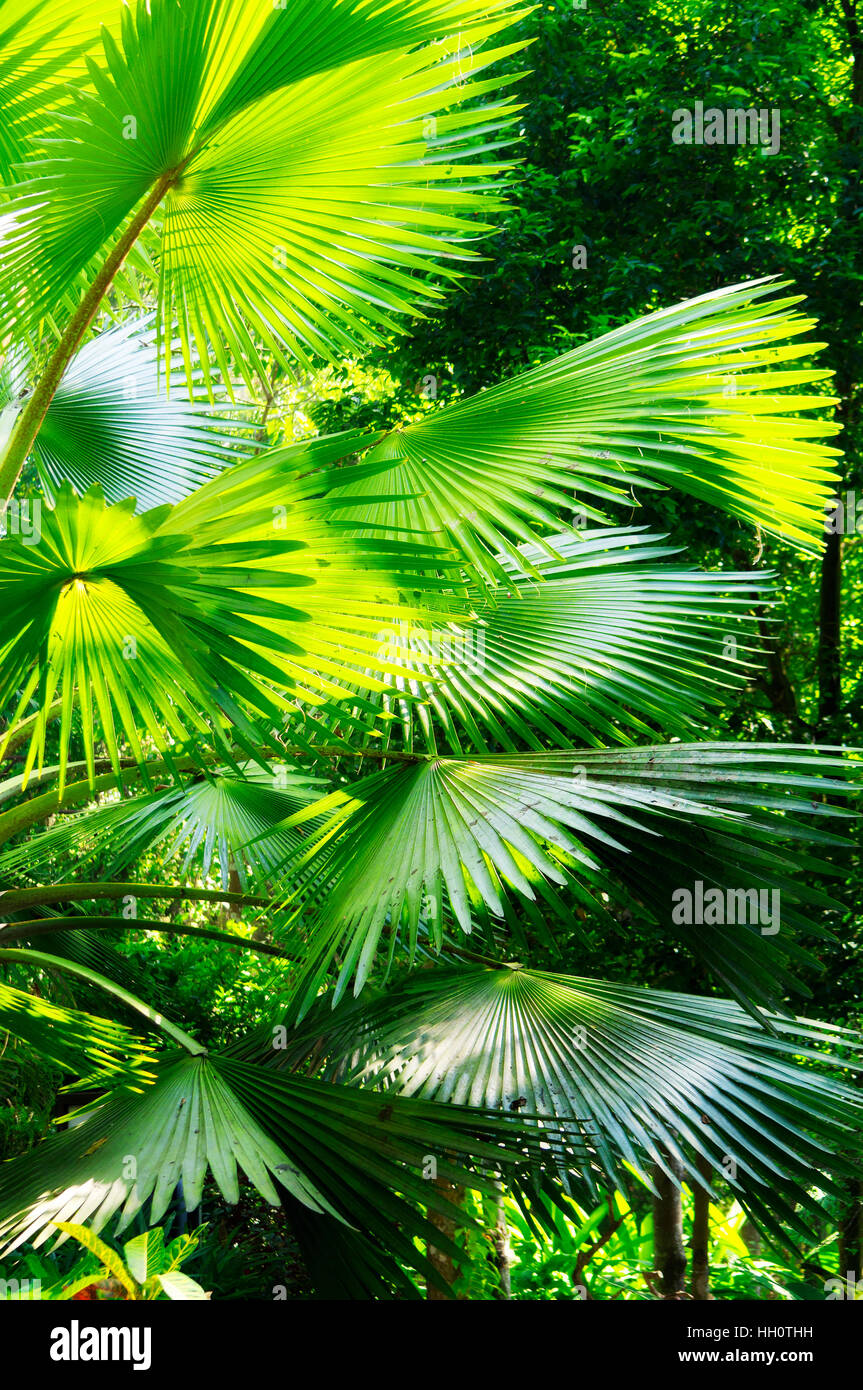 The leaves of a palm plant spread out within a garden in Chiang Mai zoo ...