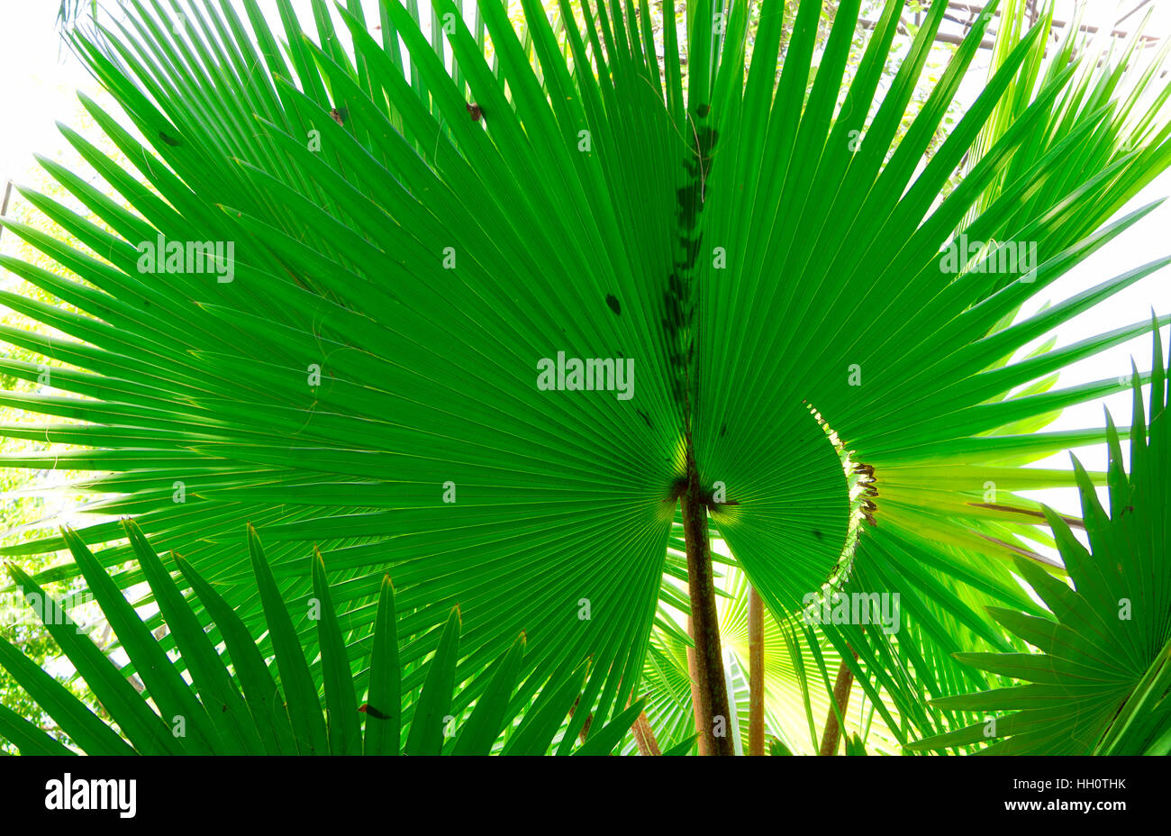 The leaves of a palm plant spread out within a garden in Chiang Mai zoo ...
