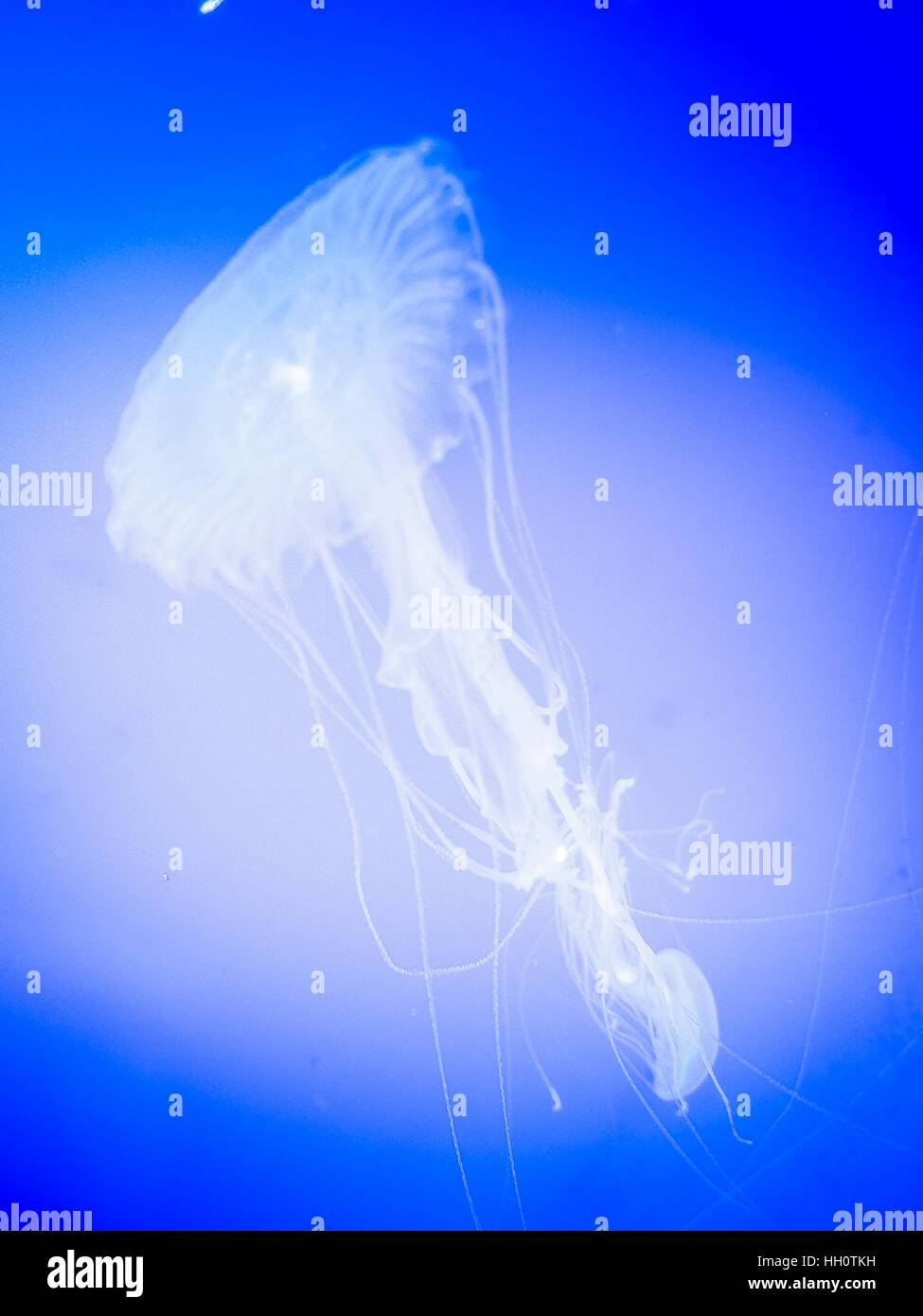 Jellyfish in Hanwah Aqua Planet Jeju, located nearby Seopjikoji and ...